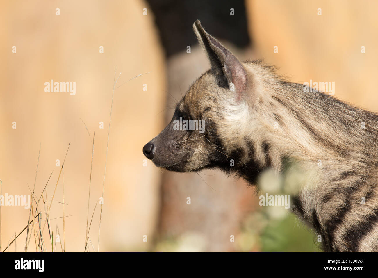 Striped hyena (Hyaena hyaena Stock Photo - Alamy