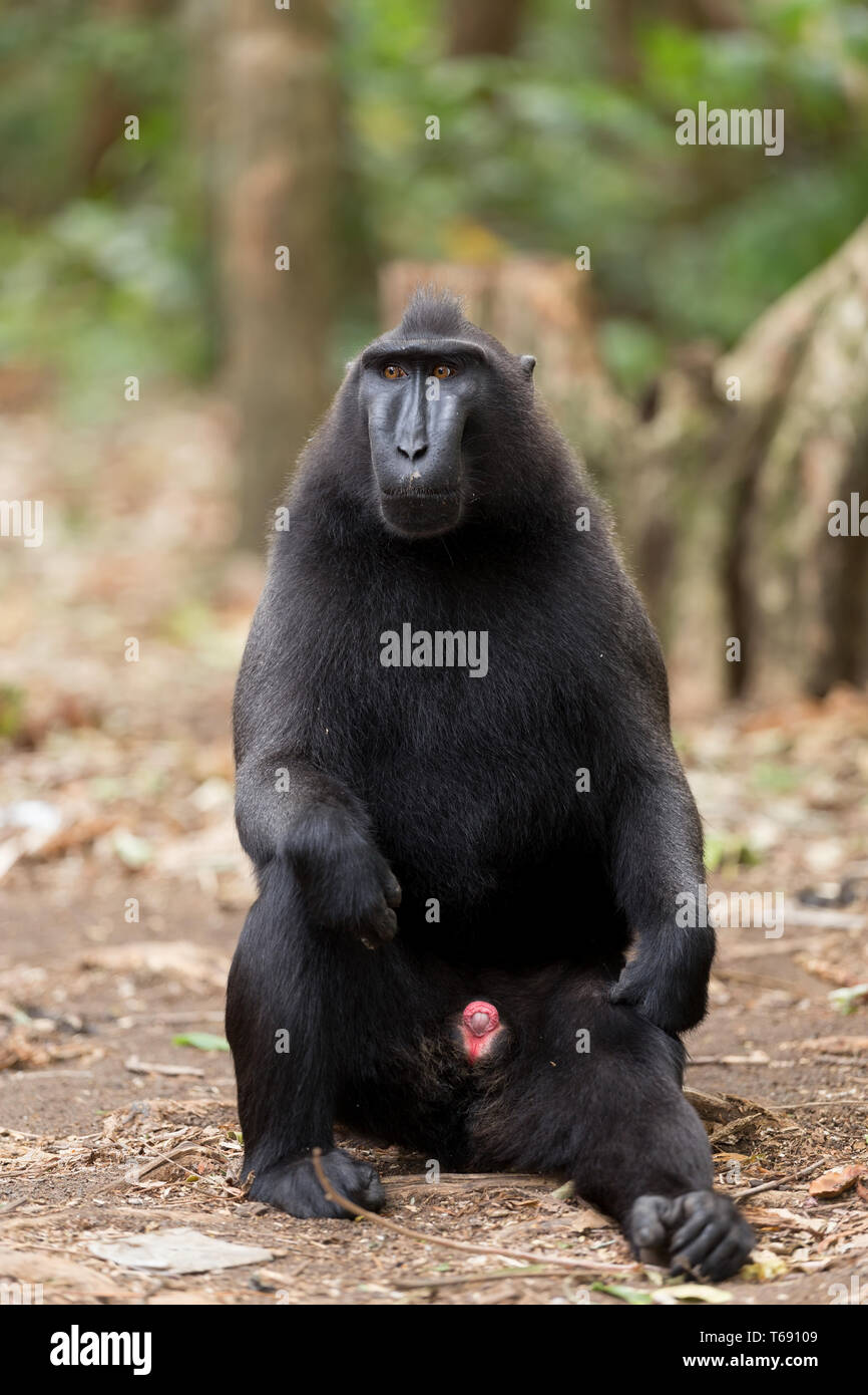 portrait of Celebes crested macaque, Sulawesi, Indonesia Stock Photo ...