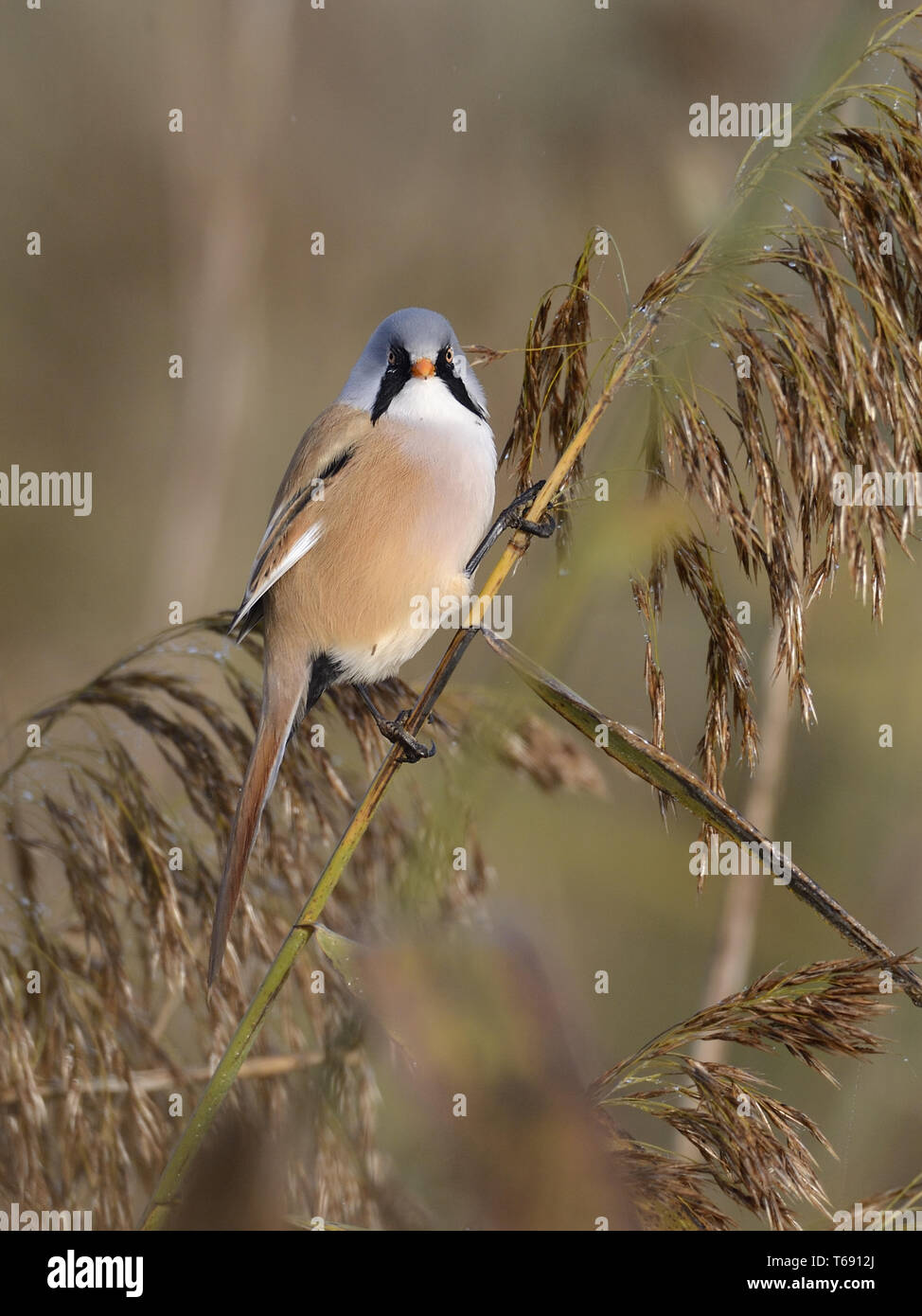 Bearded Reedling, Panurus biarmicus Stock Photo - Alamy