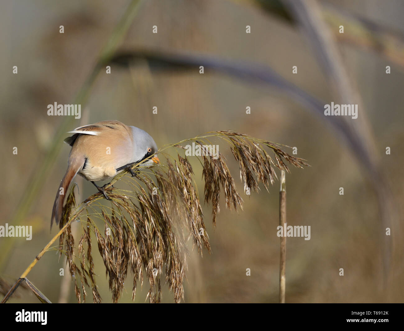 Bearded Reedling, Panurus biarmicus Stock Photo - Alamy