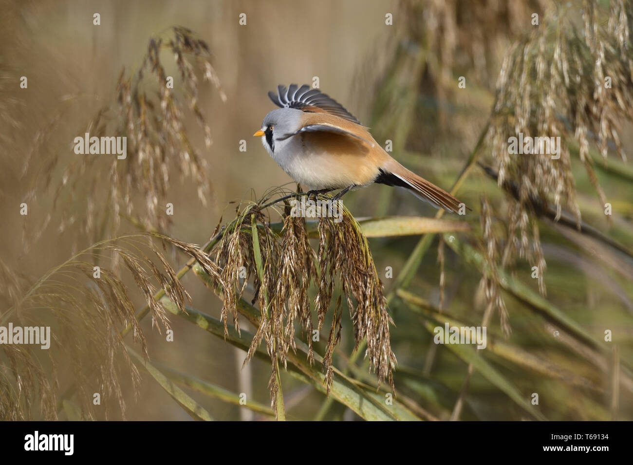 Bearded Reedling, Panurus biarmicus Stock Photo - Alamy