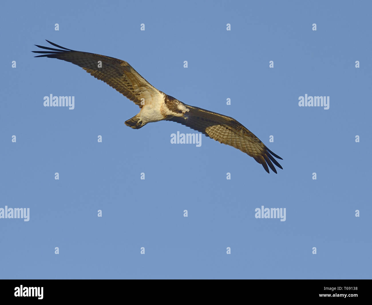 Australian fish eagle hi-res stock photography and images - Alamy