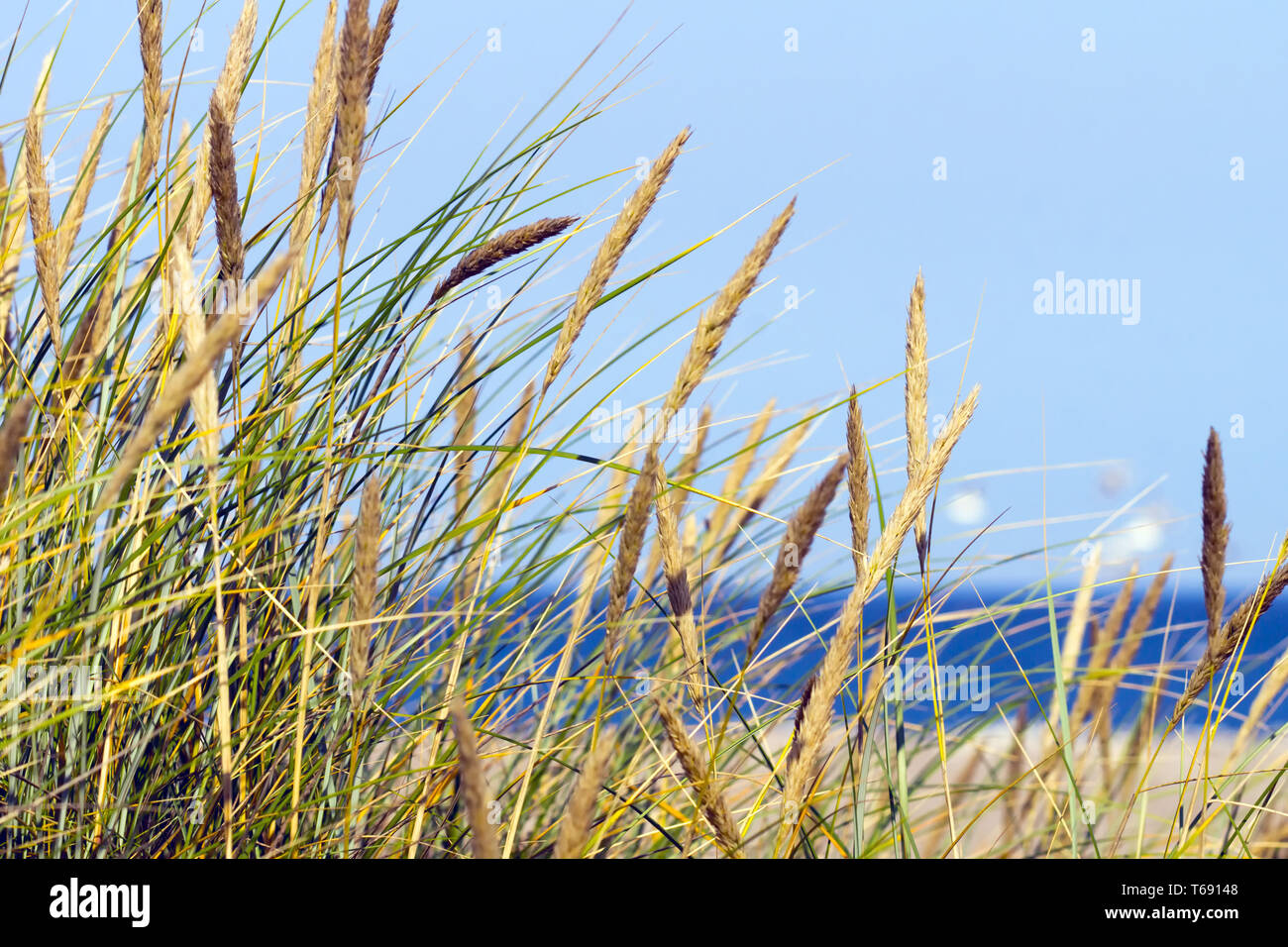 European beach grass hi-res stock photography and images - Alamy