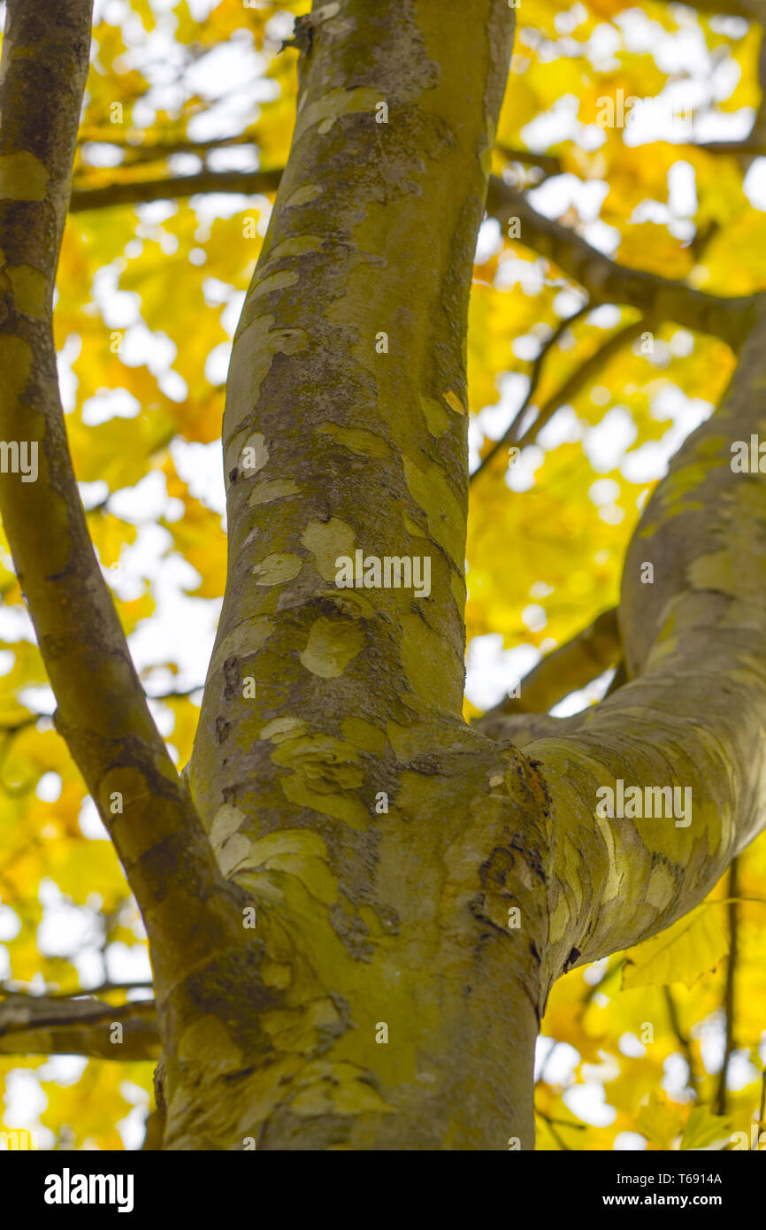 London plane tree leaf hi-res stock photography and images - Alamy