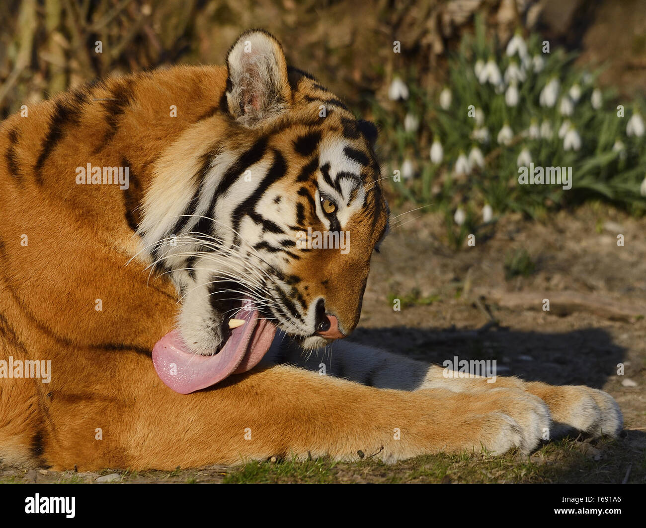 Tigre panthera tigris hi-res stock photography and images - Alamy
