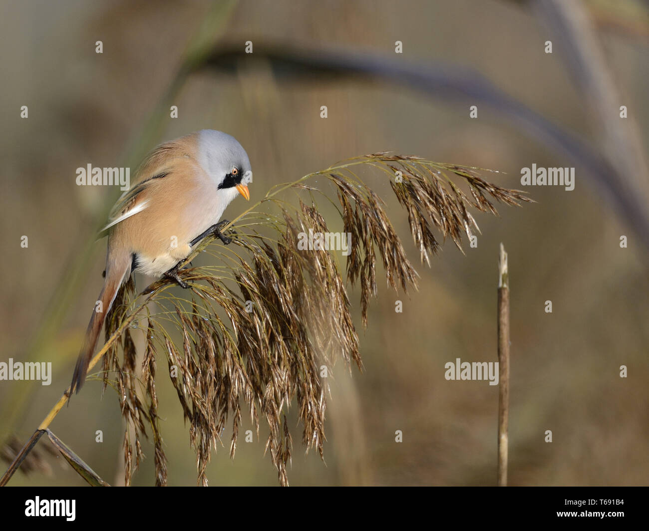 Bearded Reedling, Panurus biarmicus Stock Photo - Alamy