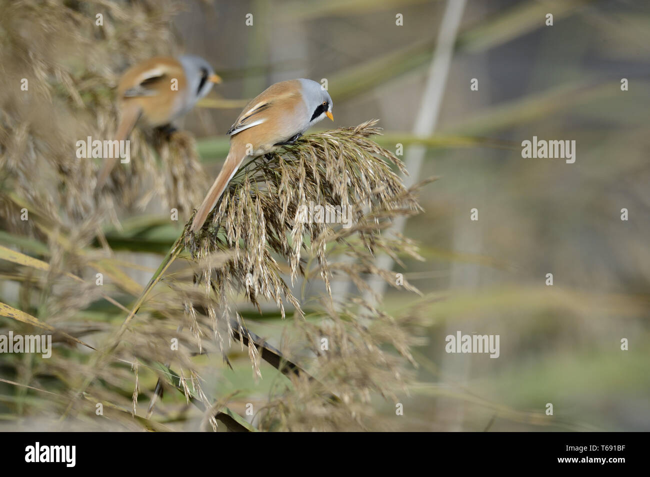 Bearded Reedling, Panurus biarmicus Stock Photo - Alamy