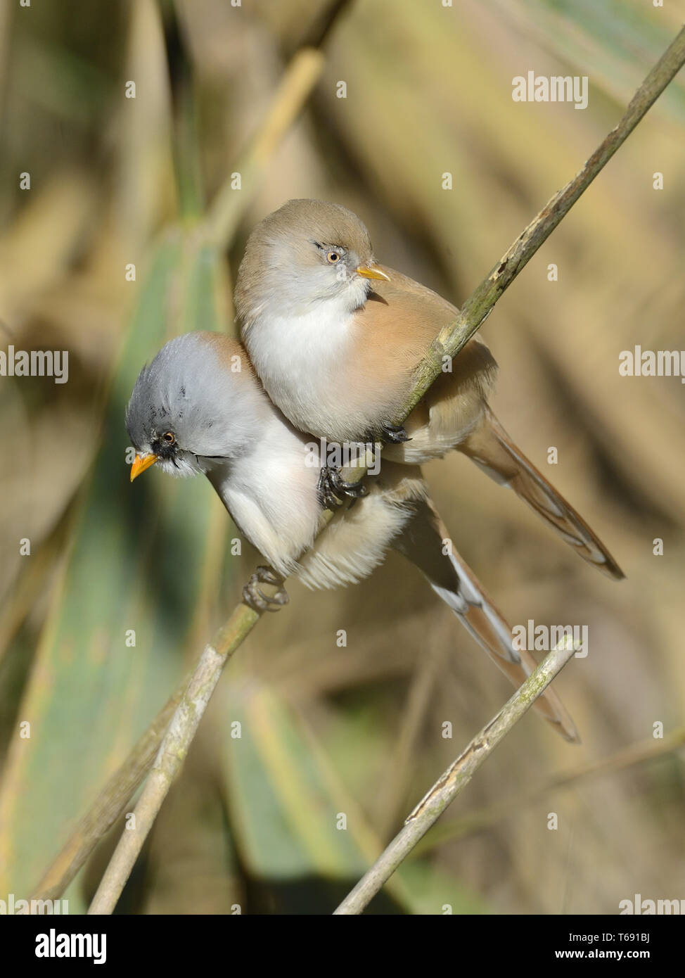 Bearded Reedling, Panurus biarmicus Stock Photo - Alamy