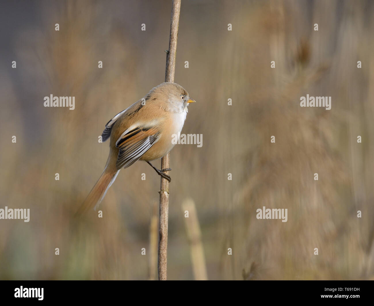Bearded Reedling, Panurus biarmicus Stock Photo - Alamy