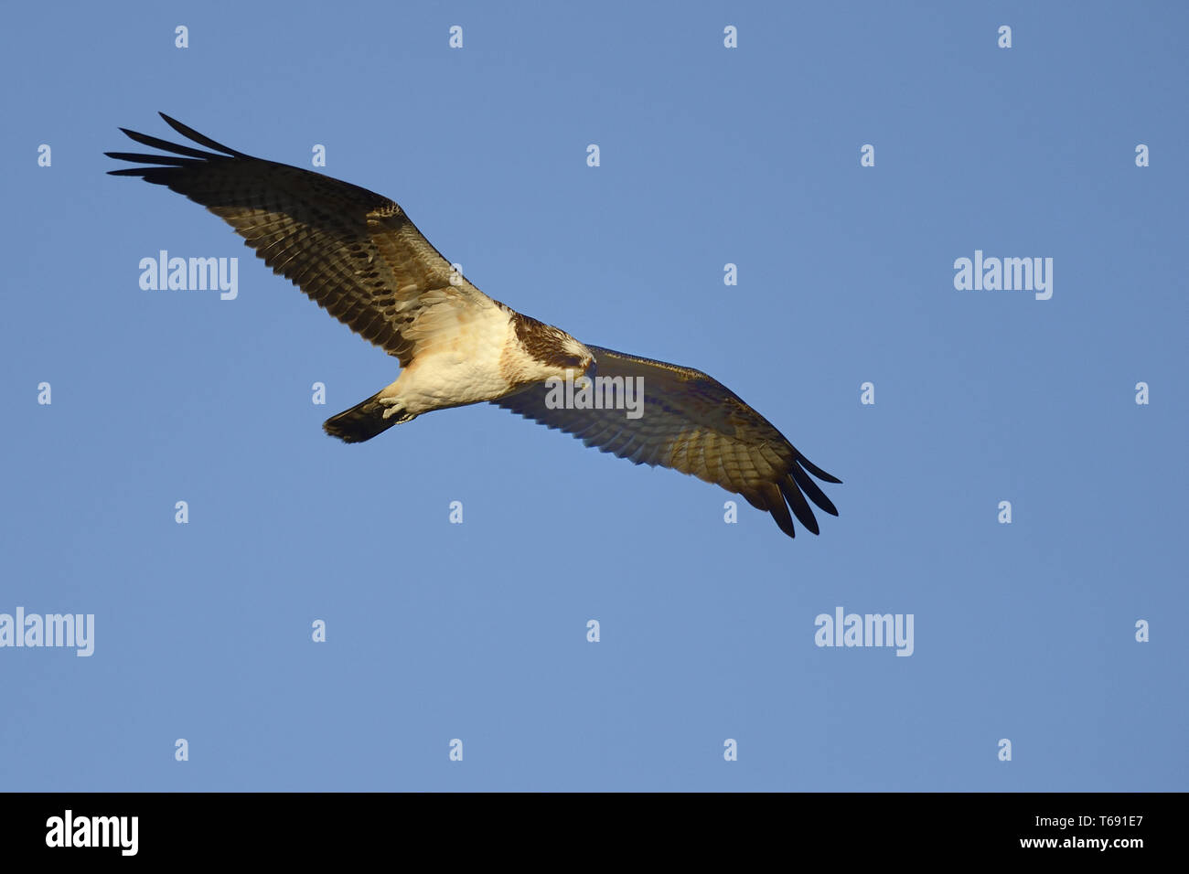 Osprey, seahawk, Pandion haliaetus, fish eagle, Europe Stock Photo - Alamy
