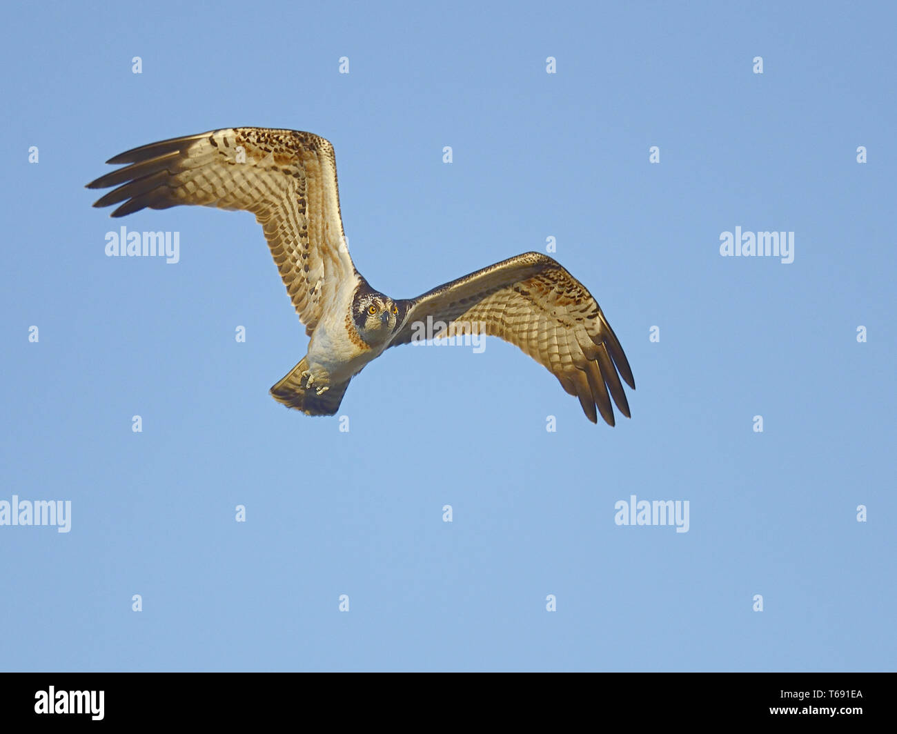 Osprey, seahawk, Pandion haliaetus, fish eagle, Europe Stock Photo - Alamy