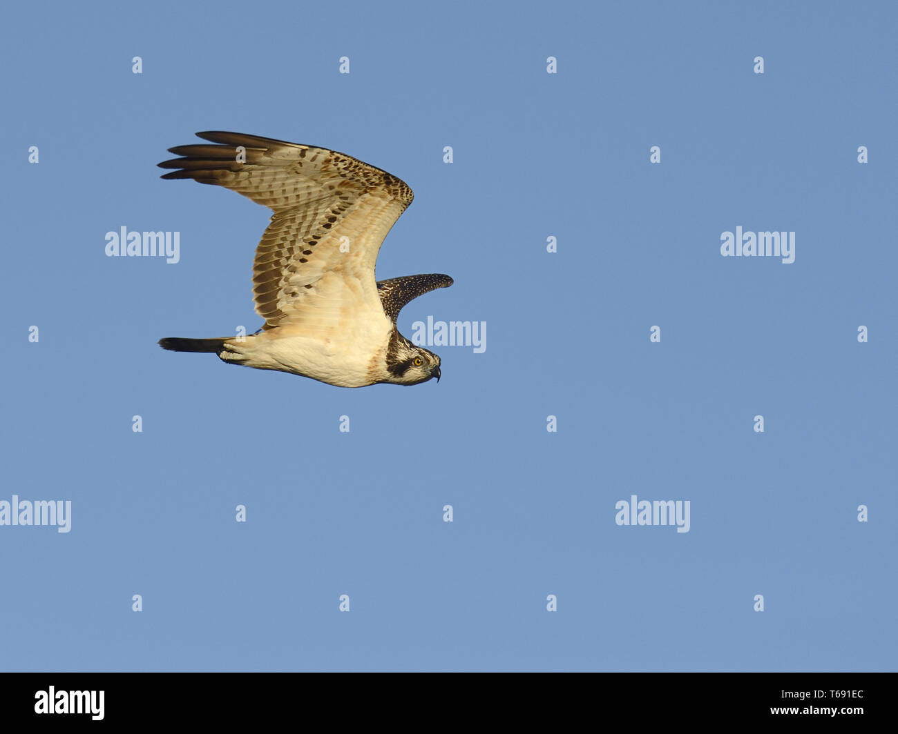 Osprey, seahawk, Pandion haliaetus, fish eagle, Europe Stock Photo - Alamy