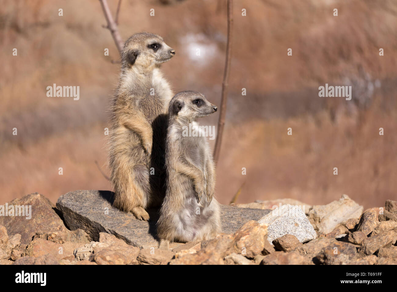 female of meerkat or suricate Stock Photo - Alamy