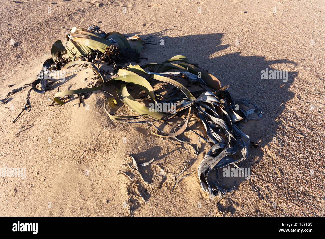 Welwitschia mirabilis, Amazing desert plant Stock Photo - Alamy