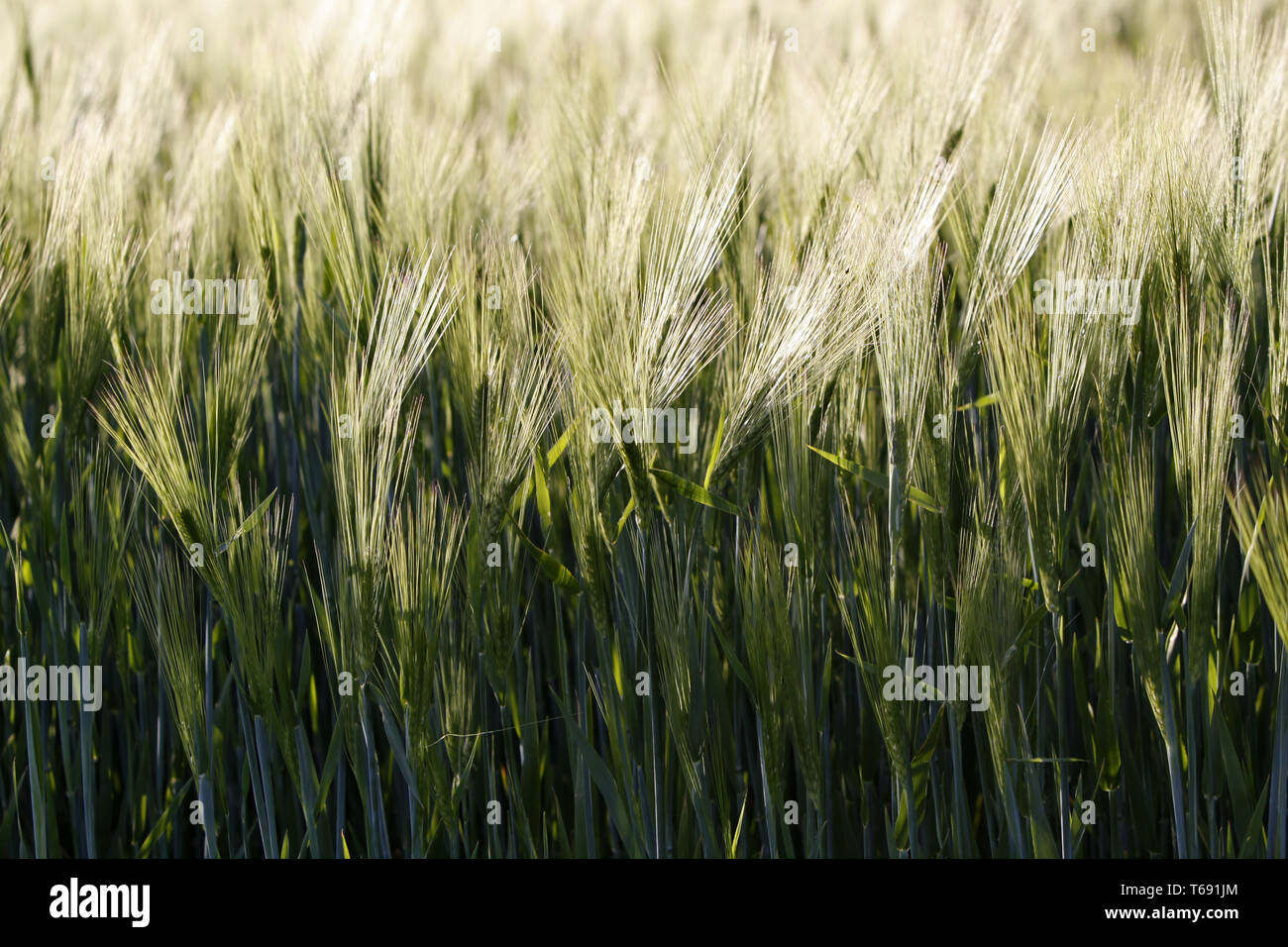 Barley, Hordeum vulgare Stock Photo - Alamy