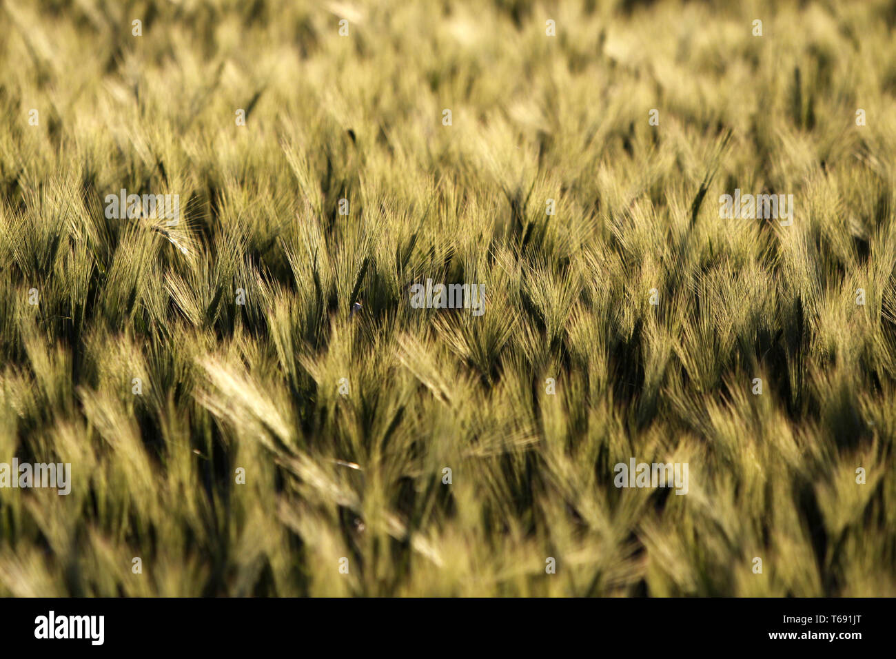 Barley, Hordeum vulgare Stock Photo - Alamy
