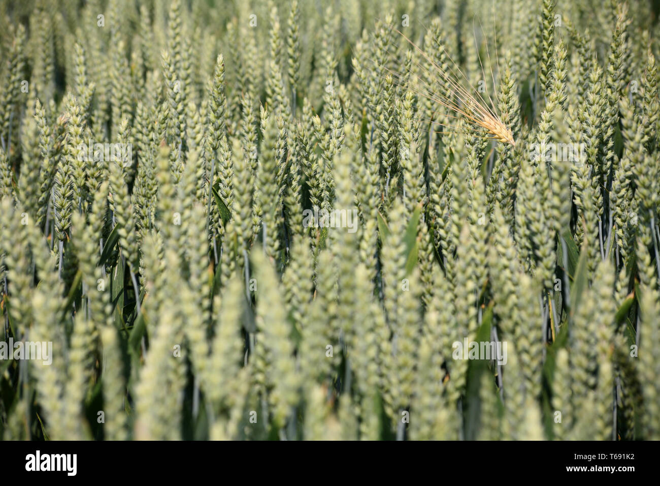 Barley, Hordeum vulgare Stock Photo - Alamy