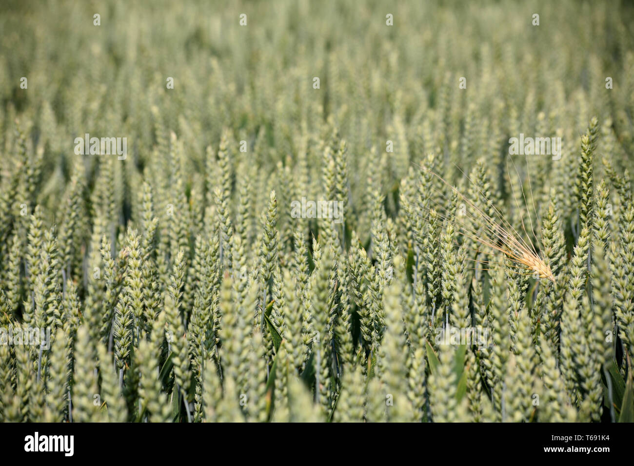 Barley, Hordeum vulgare Stock Photo - Alamy