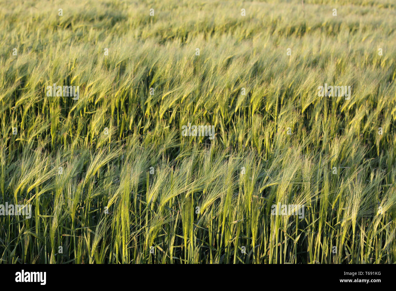 Barley, Hordeum vulgare Stock Photo - Alamy