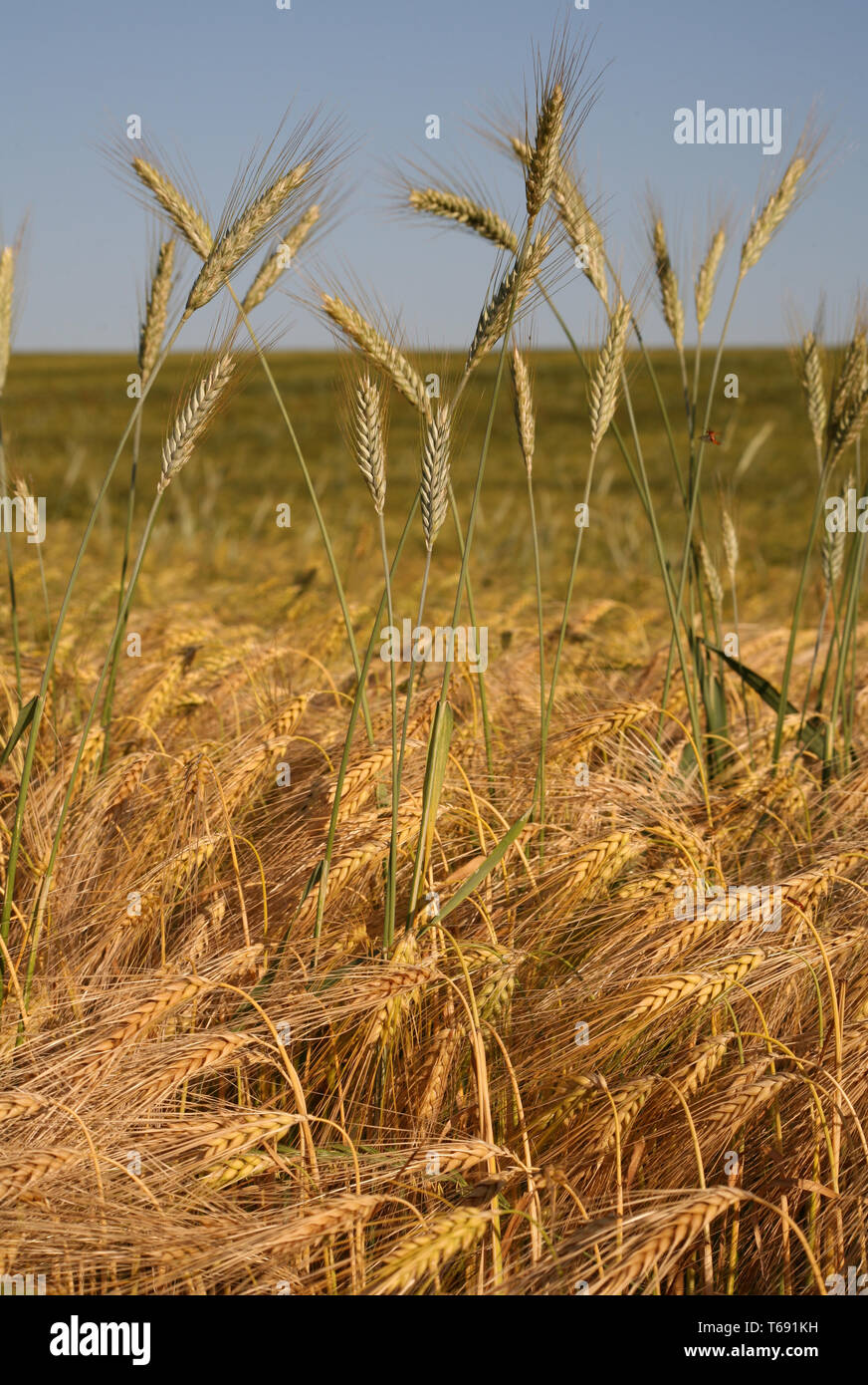 Barley, Hordeum vulgare Stock Photo - Alamy