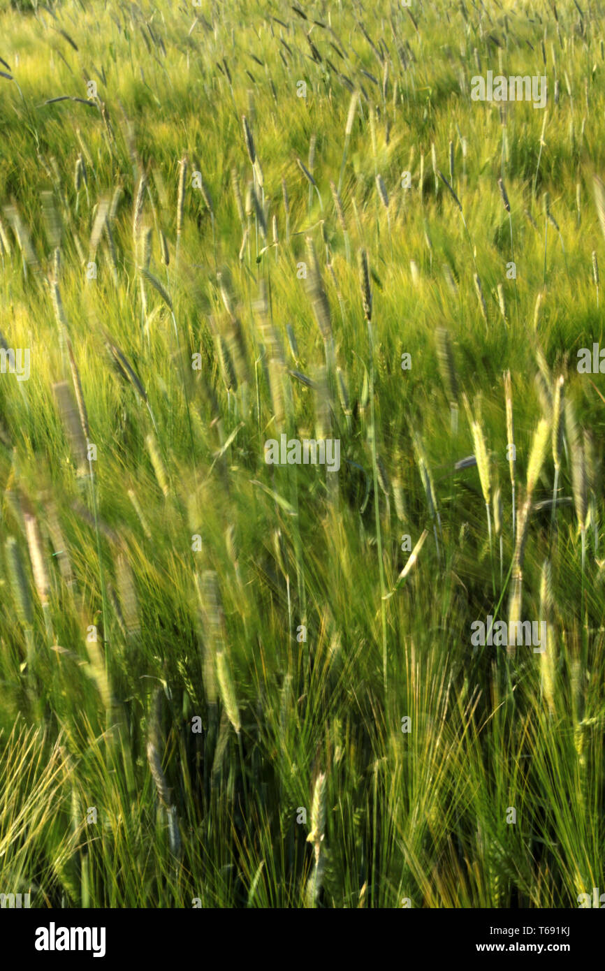 Barley, Hordeum vulgare Stock Photo - Alamy