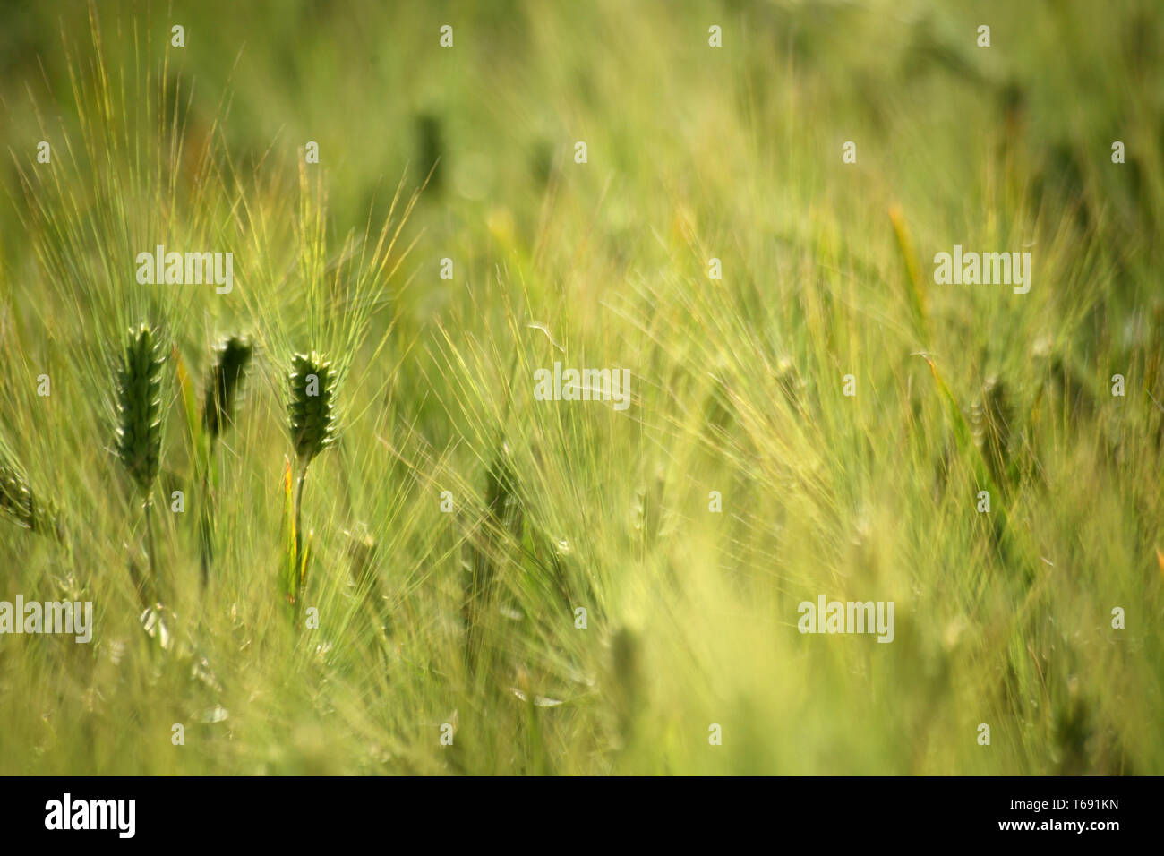 Barley, Hordeum vulgare Stock Photo - Alamy