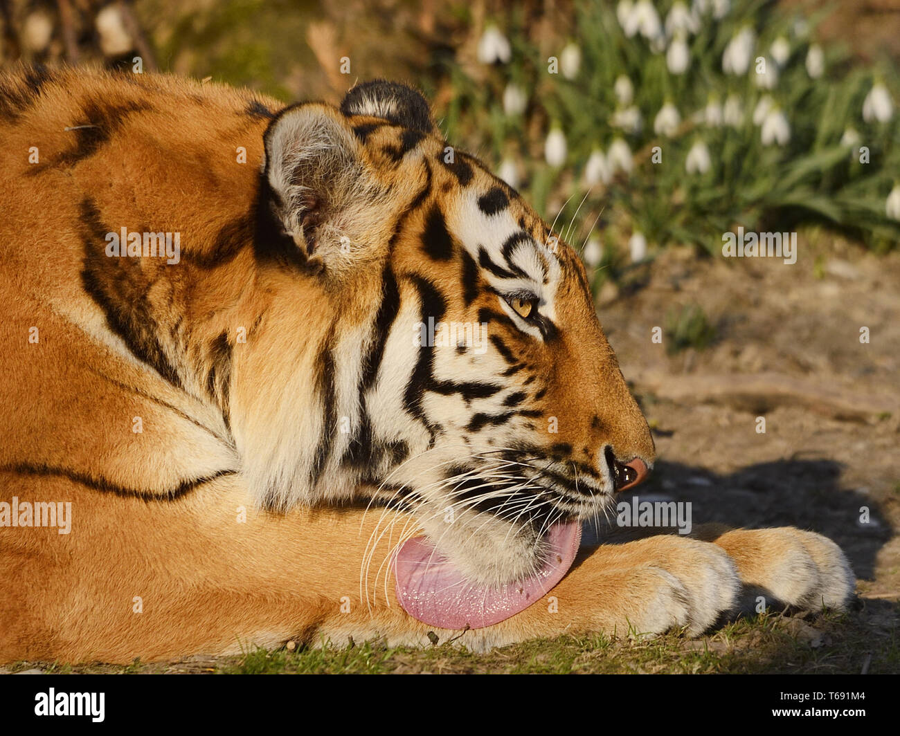 Siberian tiger, Panthera tigris tigris Stock Photo - Alamy