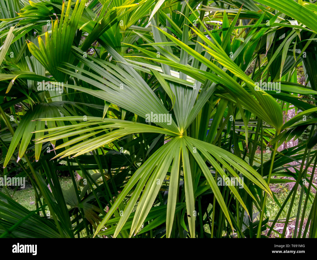 Fan Palm Leaves High Resolution Stock Photography and Images - Alamy