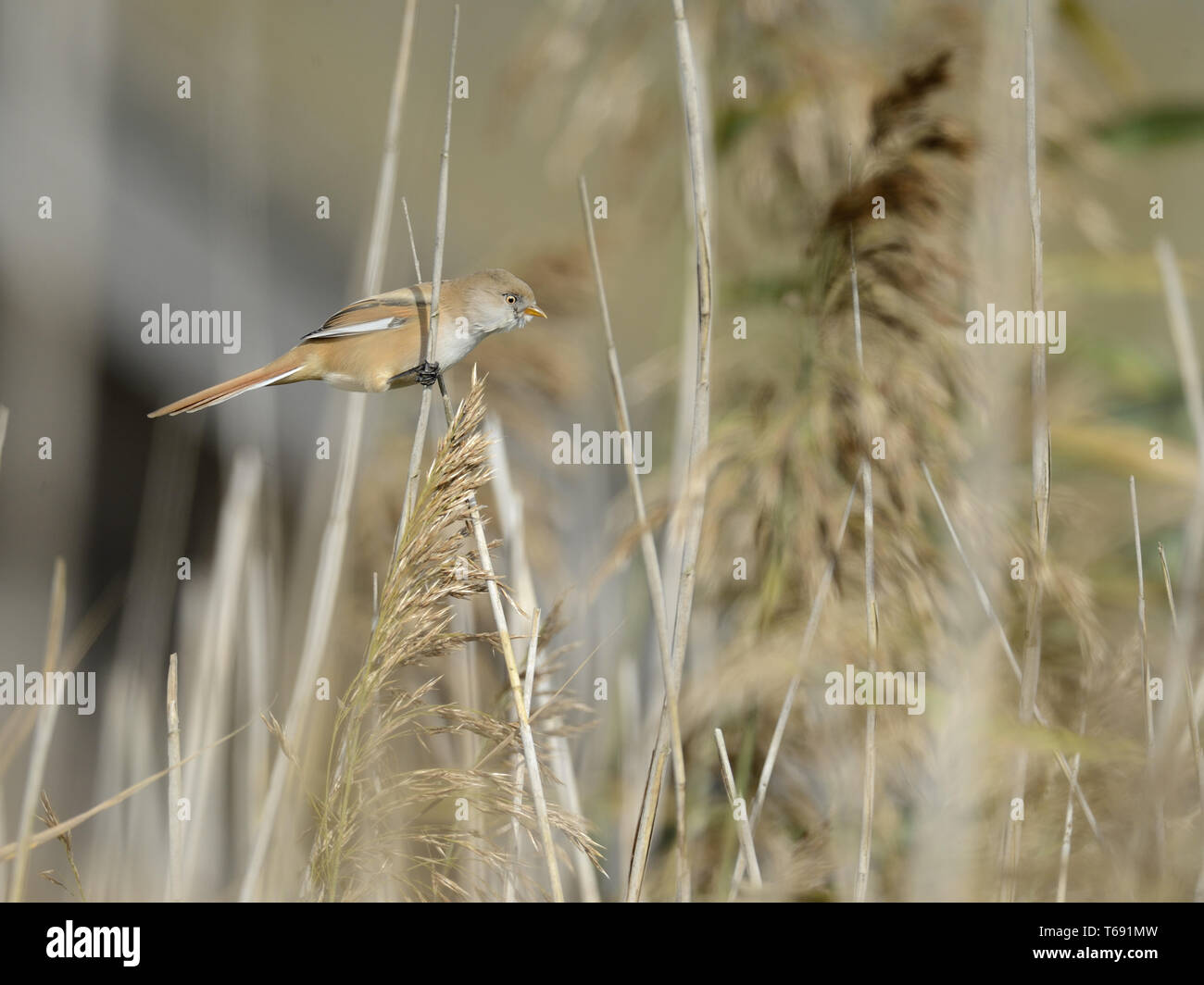 Bearded Reedling, Panurus biarmicus Stock Photo - Alamy