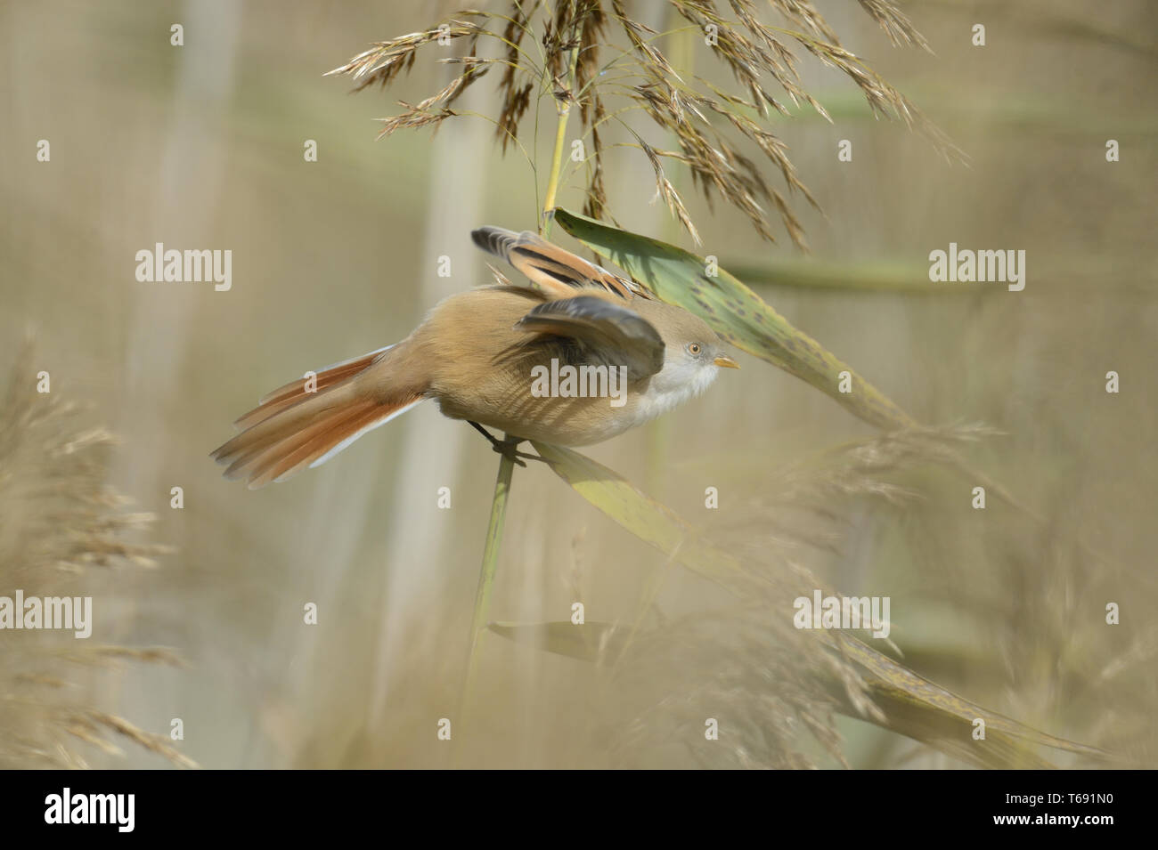 Bearded Reedling, Panurus biarmicus Stock Photo - Alamy