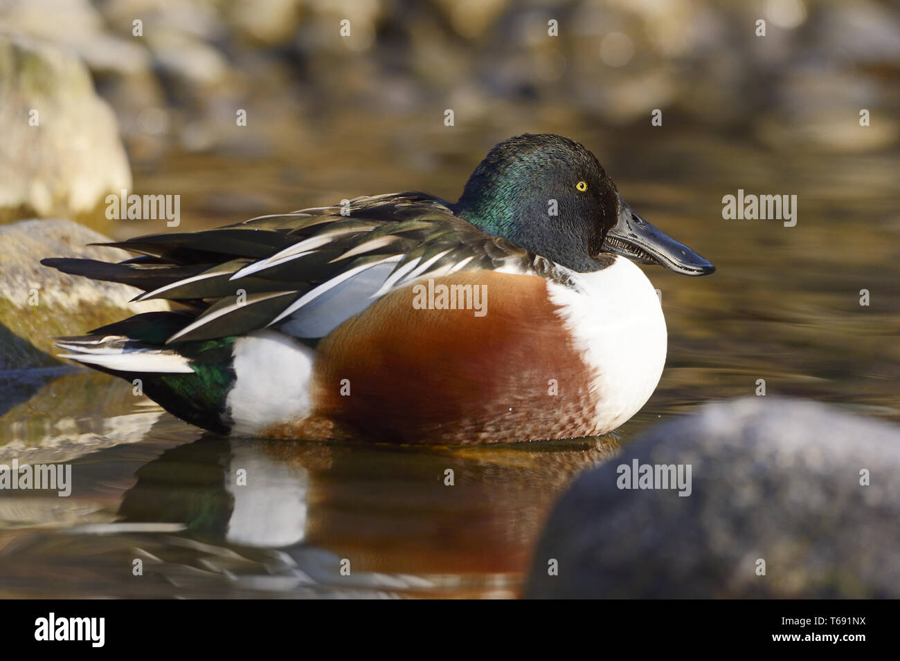 Northern shoeveler hi-res stock photography and images - Alamy