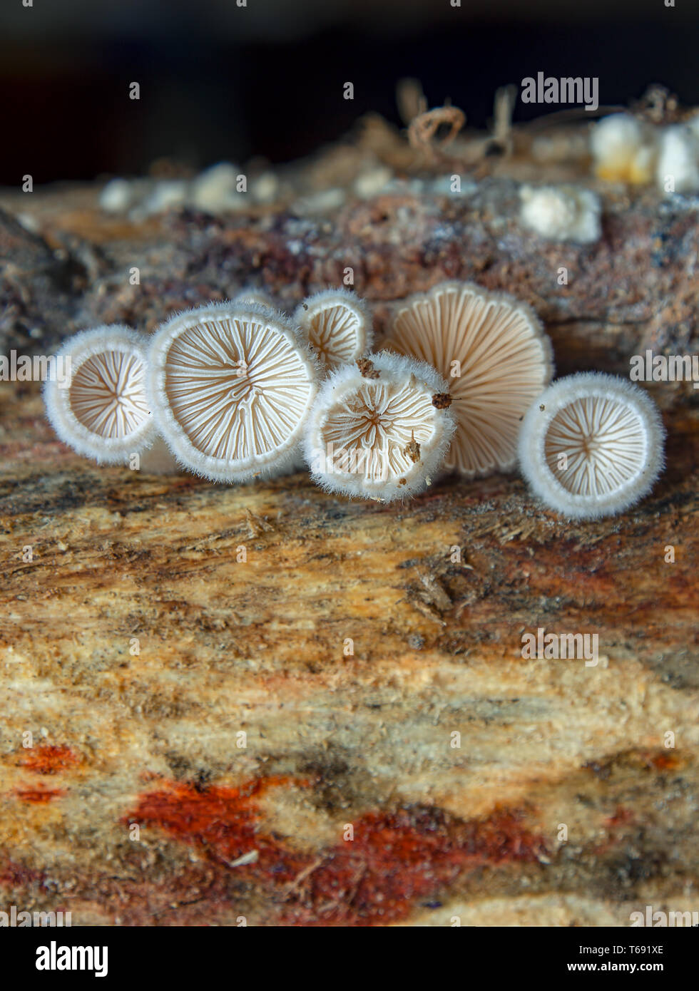 Macro photography of a group of tiny round mushrooms growing in wet ...