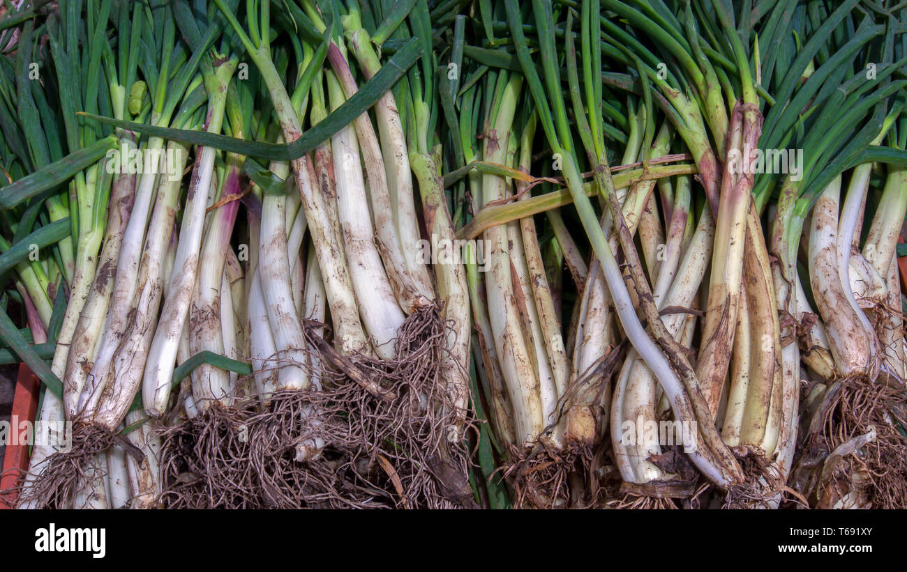 Close-up photography of a bunch of welsh onions freshly harvested ...