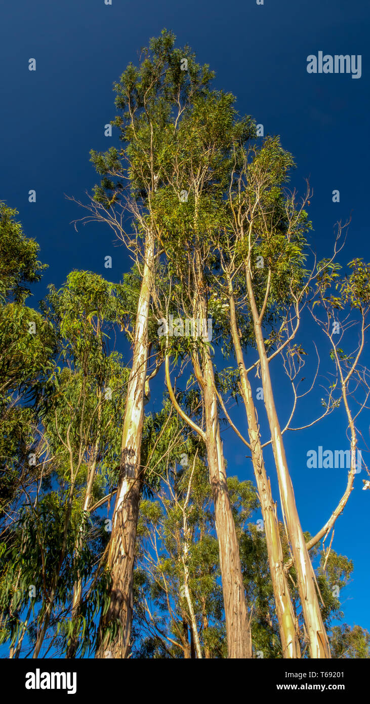 A low angle view of a group of eucalyptus trees against the blue sky ...