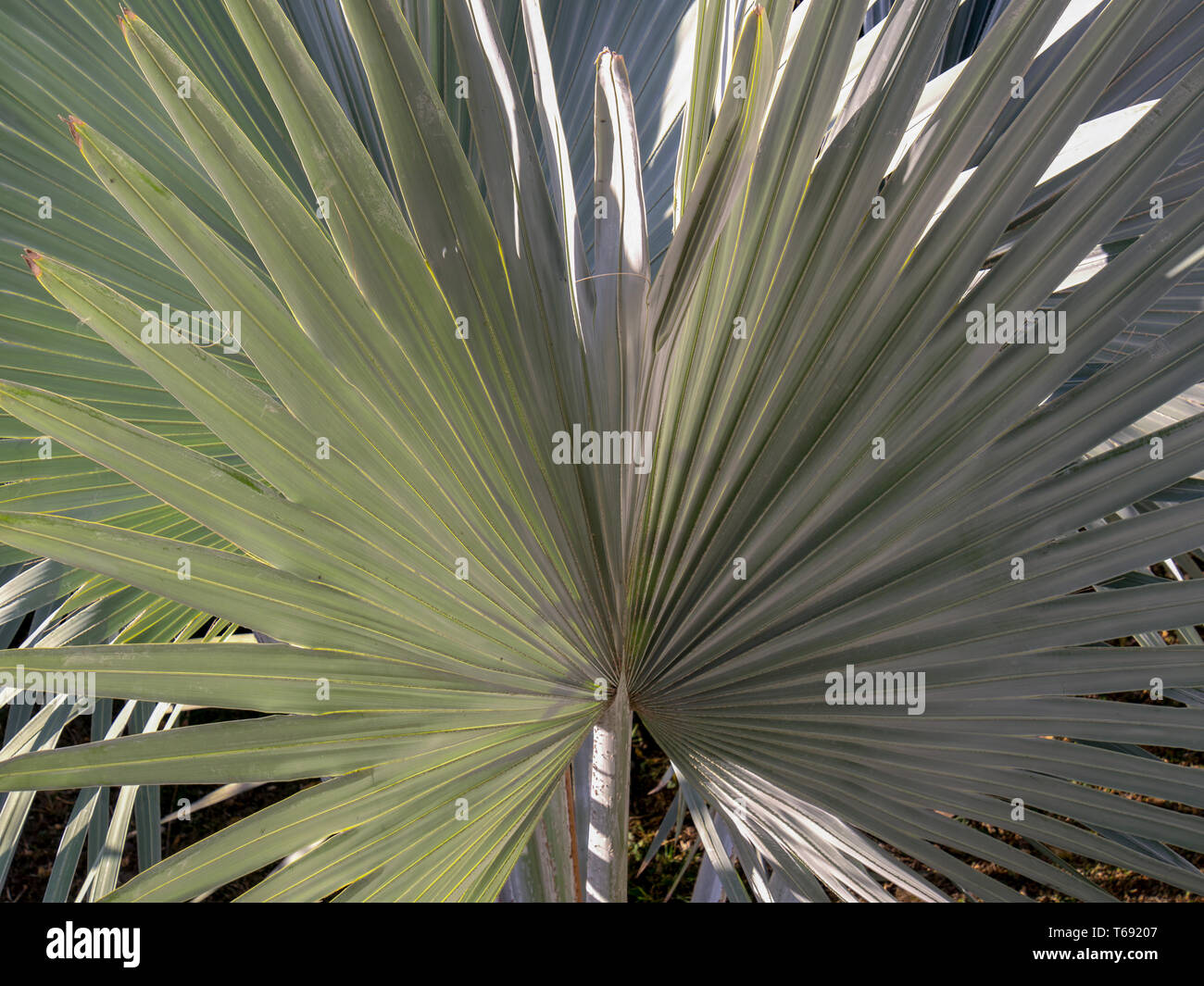 Close-up photography of the leaves of a borassus palmyra palm tree ...
