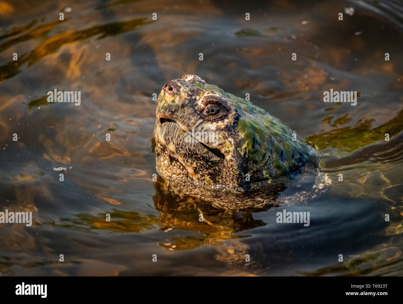 Large Snapping Turtle Comes Up for a View in Minnesota lake Stock Photo ...