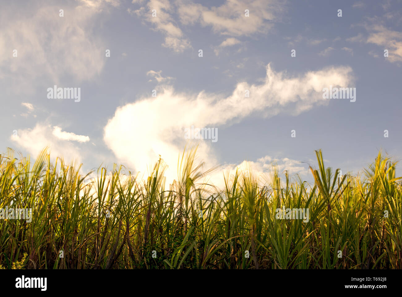 Multiple exposure of some king grass blades illuminated with the light ...