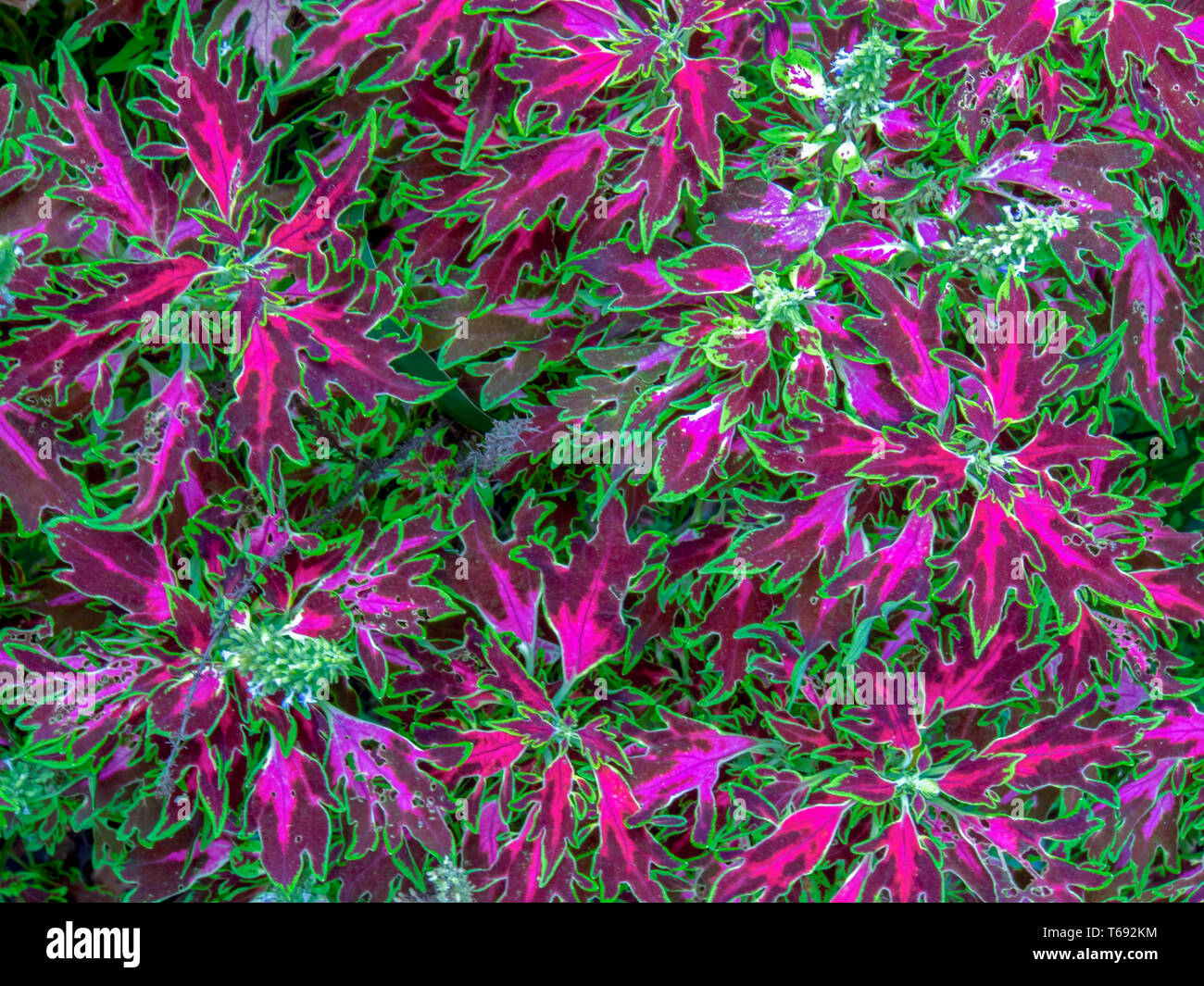 Detail of the beautiful leaves of a coleus ruffles garden plant ...