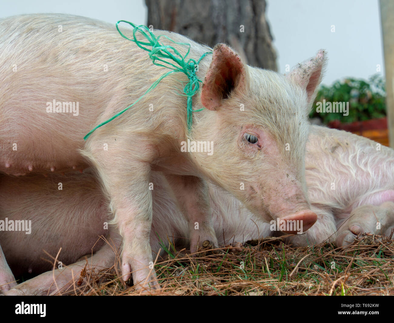 A piglet among his siblings at a traditional local marketplace of the ...