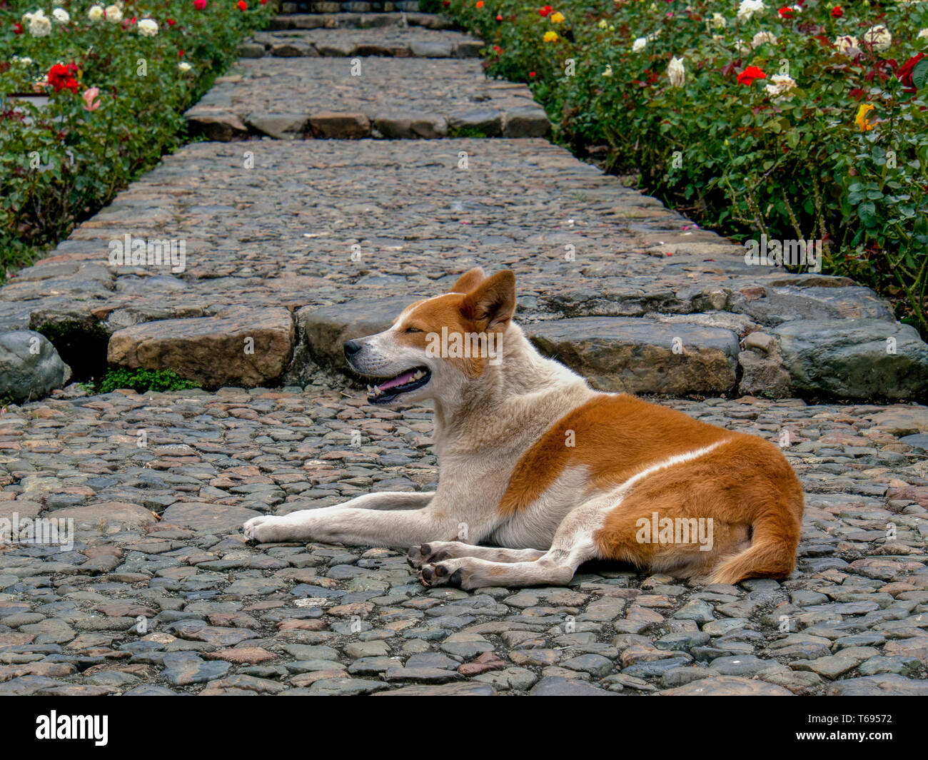 A mongrel dog rests on a very old stone staircase sorrounded by roses ...