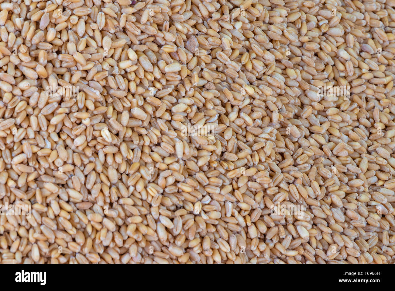 Whole wheat seeds and berries close up texture or background Stock ...