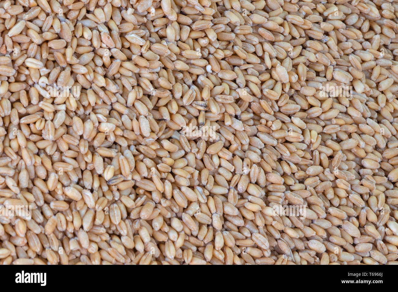 Whole wheat seeds and berries close up texture or background Stock ...