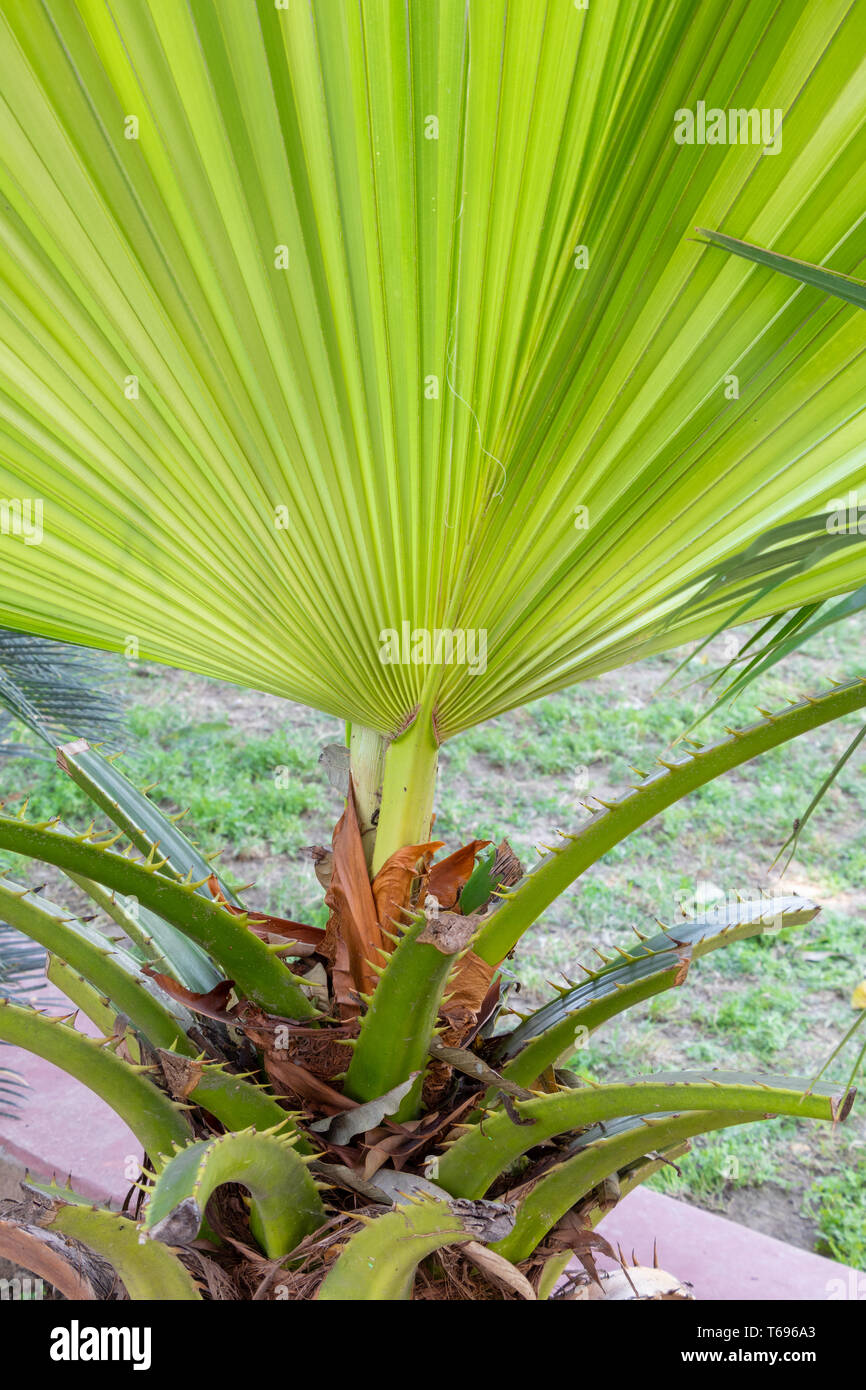 Fresh new palm leaf growing on palm plant in the garden Stock Photo - Alamy
