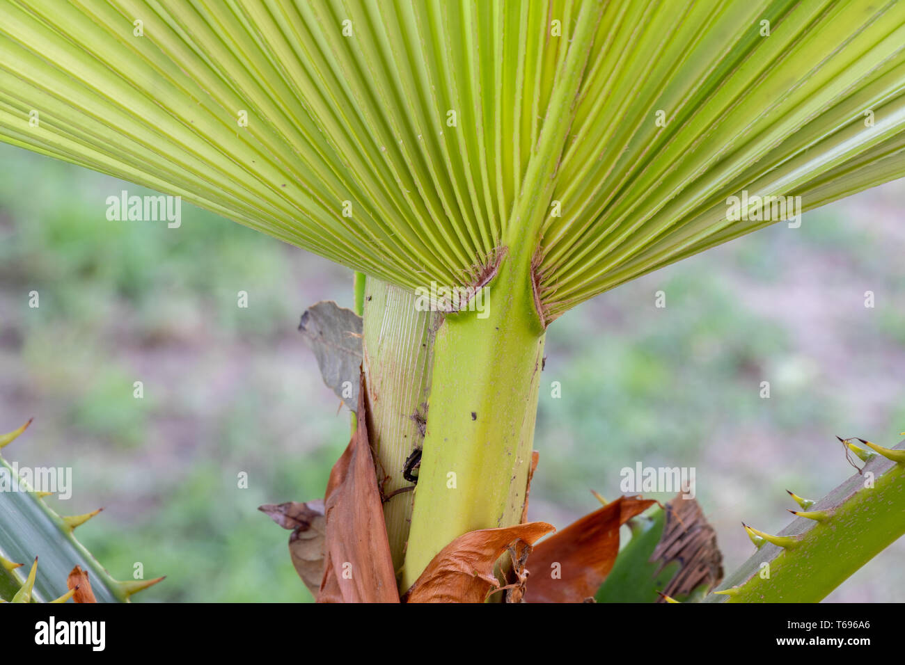 New palm leaves hi-res stock photography and images - Alamy