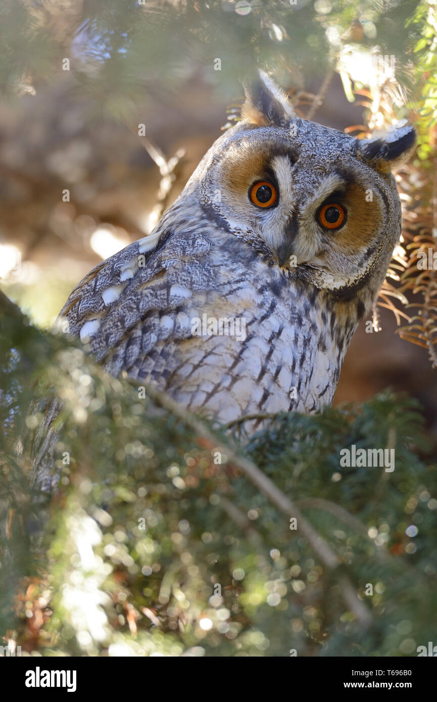 Long eared ow hi-res stock photography and images - Alamy