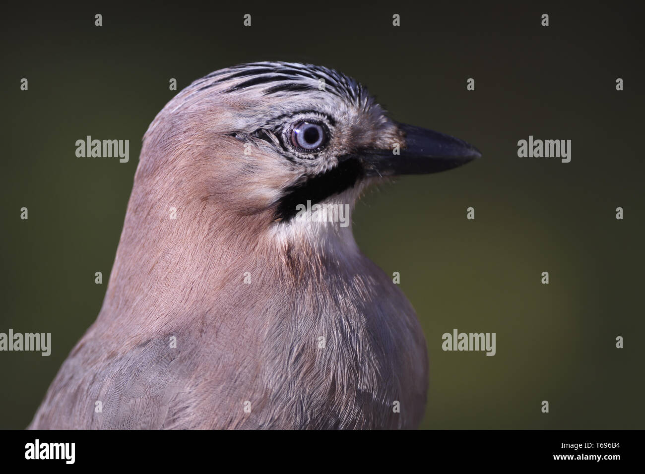 Eurasian jay, Garrulus glandarius Stock Photo - Alamy