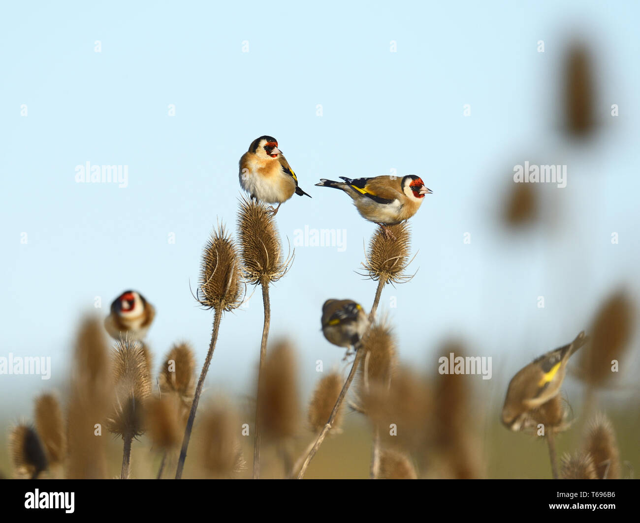 European Goldfinch, Carduelis Carduelis Stock Photo - Alamy