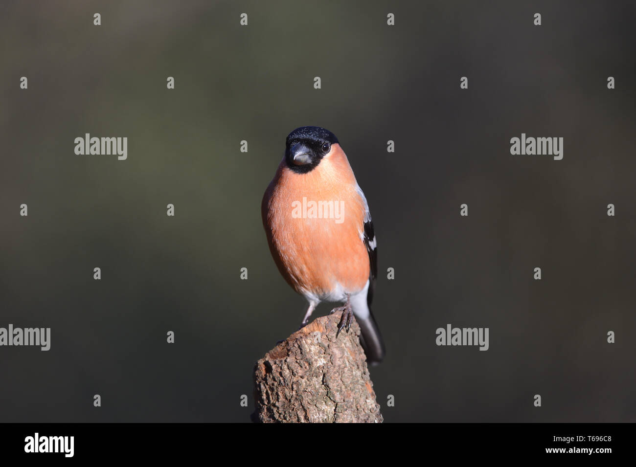 Europaeischen finch hi-res stock photography and images - Alamy