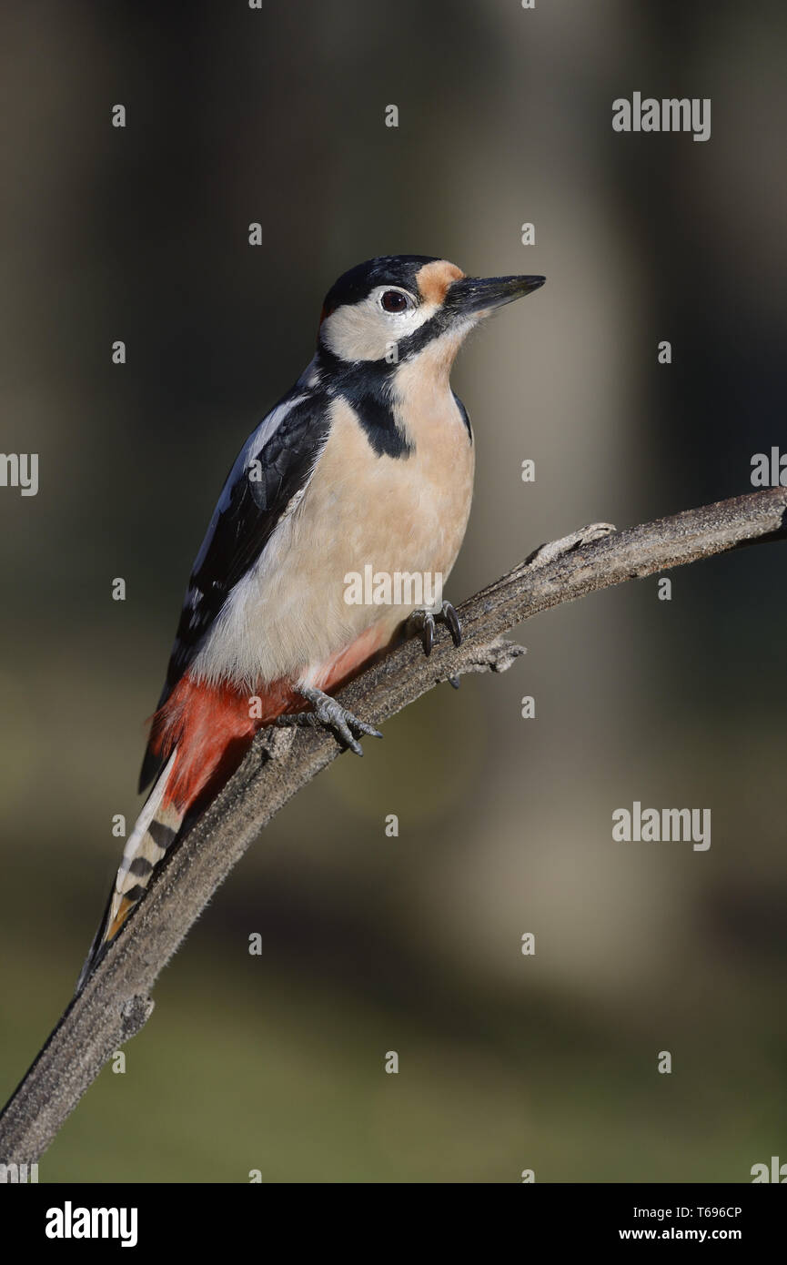 great woodpecker, Dendrocopos major Stock Photo - Alamy