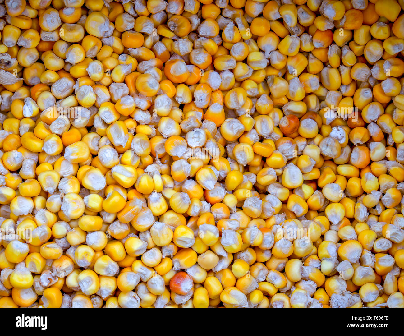 Close-up photography of corn kernels, captured at the traditional local ...